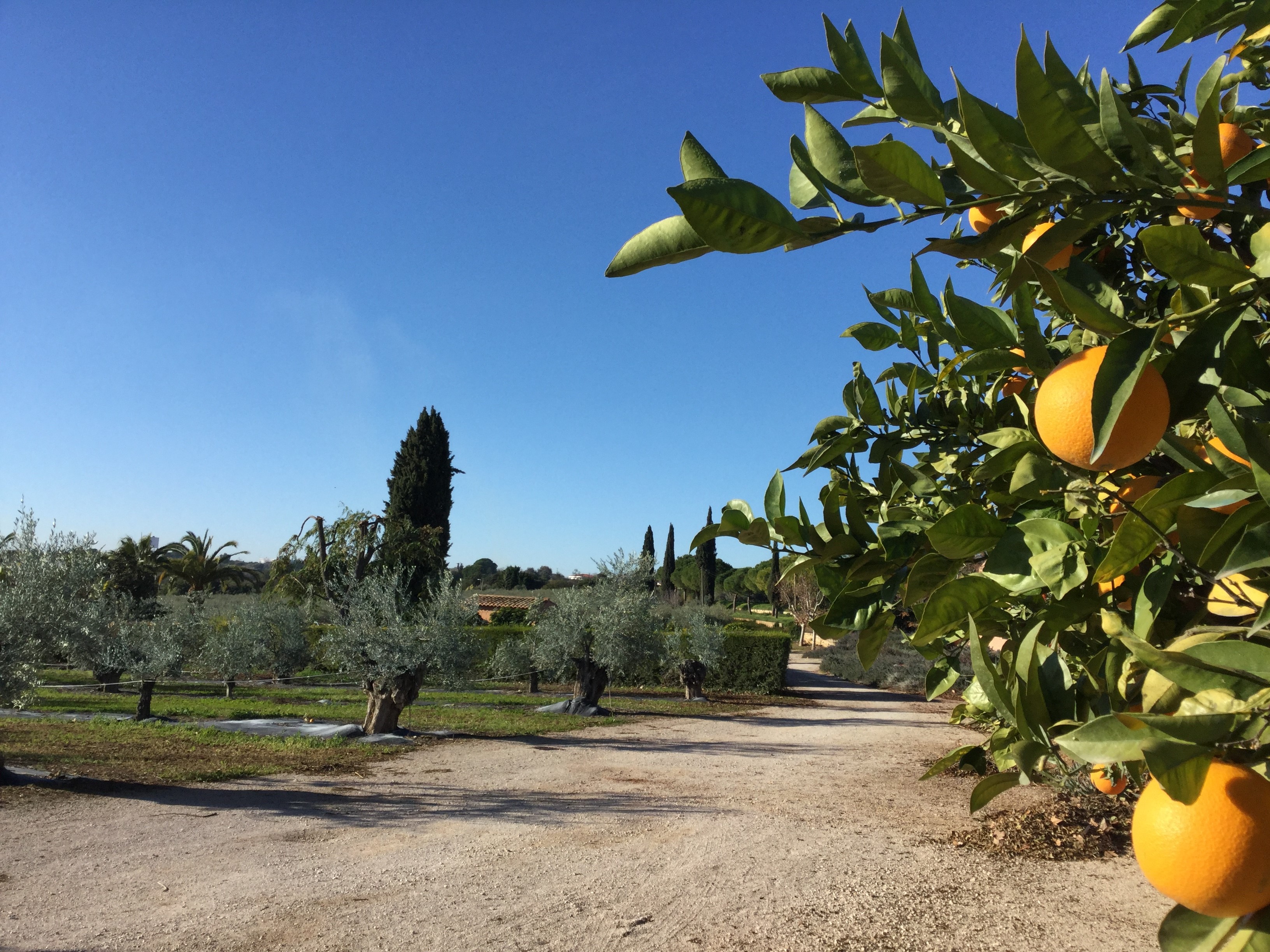 DISCOVERING THE TRADITIONS OF THE REAL ALGARVE | The Real Algarve